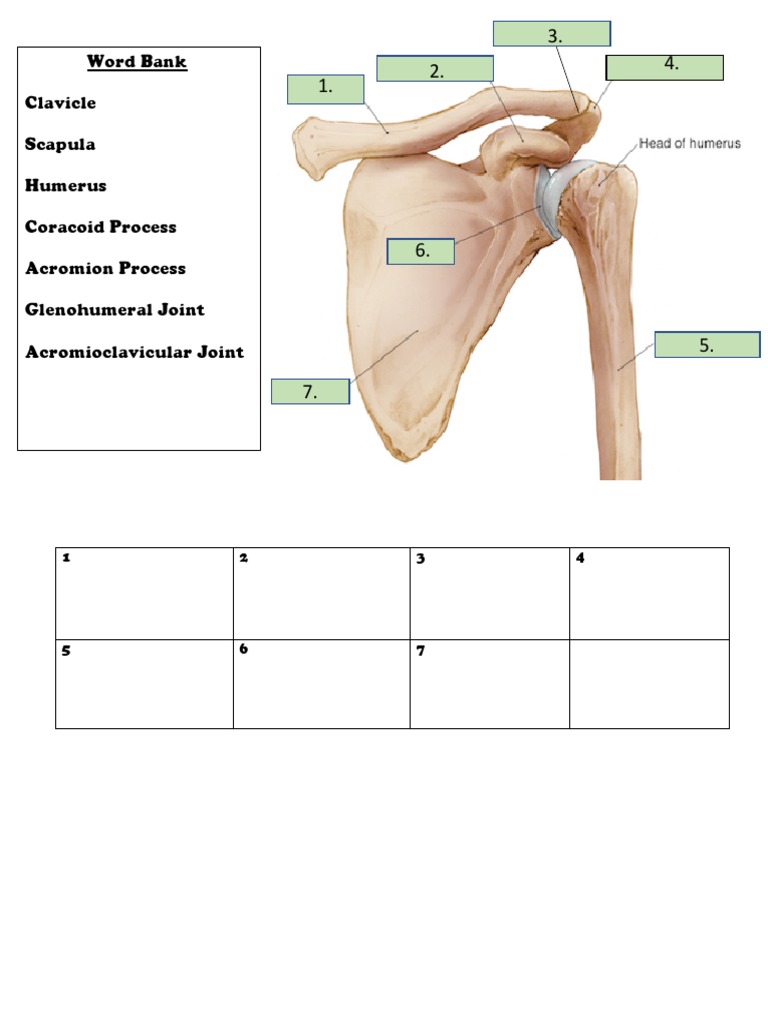 Shoulder Anatomy Fill-in Worksheet | PDF