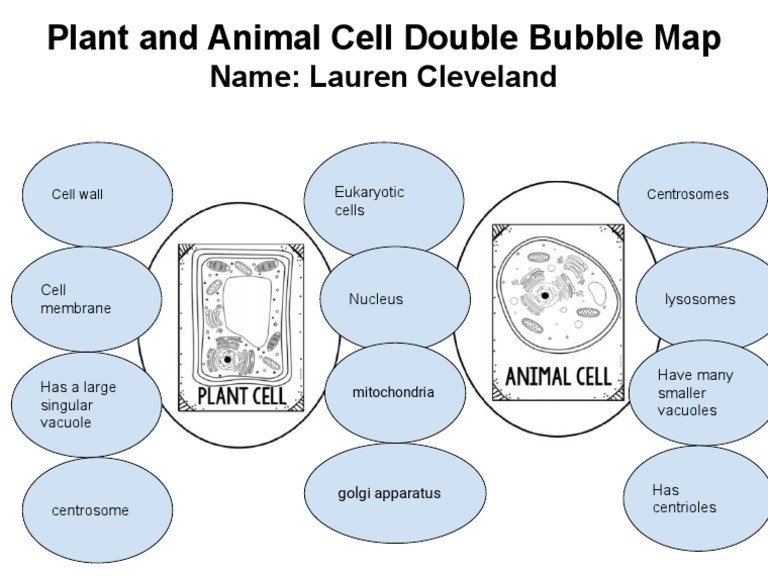 Lauren Cleveland - Plant and Animal Cell Bubble Map | PDF | Home & Garden