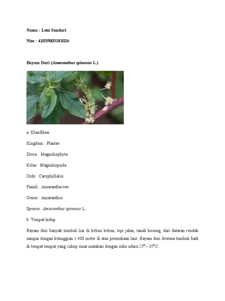 Bayam Duri (Amaranthus Spinosus L.) | PDF