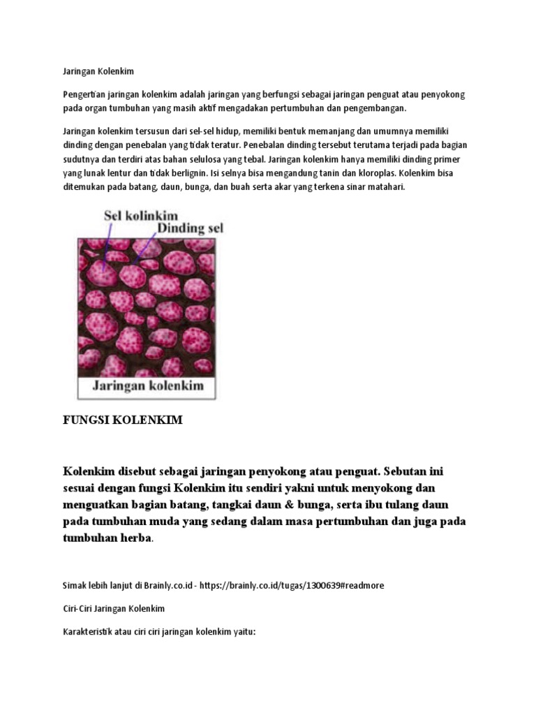 Jaringan Kolenkim: Ciri dan Fungsi | PDF