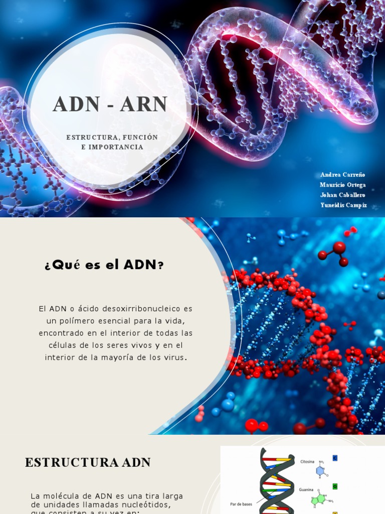 Adn - Arn Diapositivas | PDF | Rna | Adn