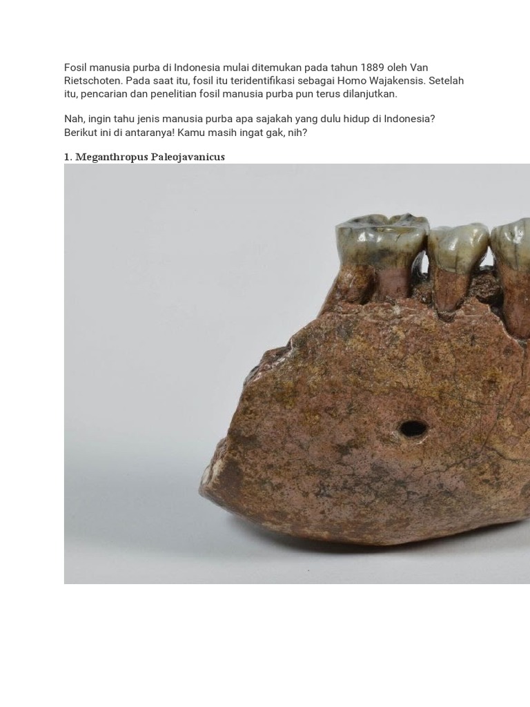 Meganthropus Paleojavanicus | PDF