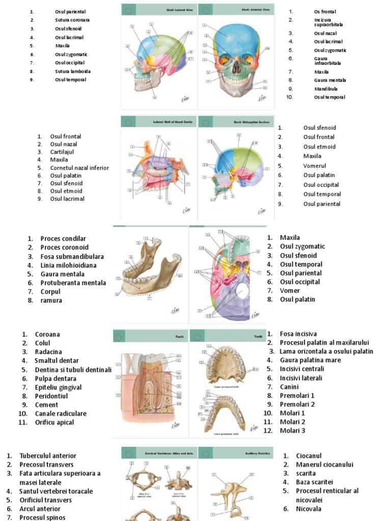Explicatii Flashcarduri | PDF