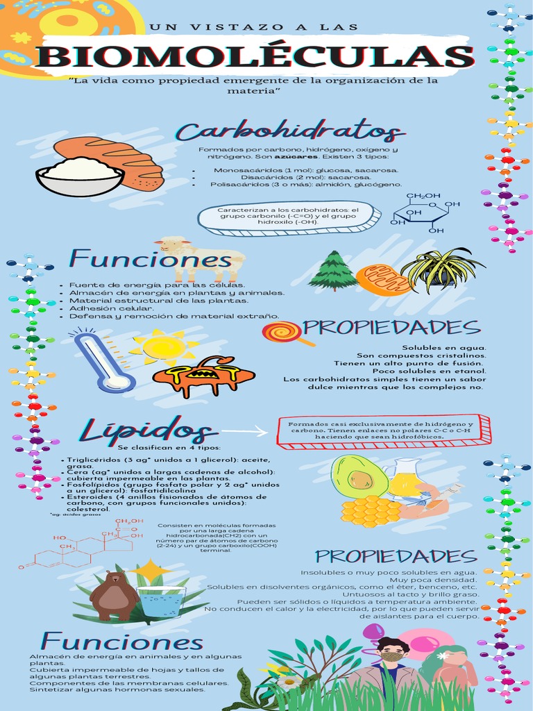 Infografía Moléculas Biológicas | PDF | Carbohidratos | Lípido