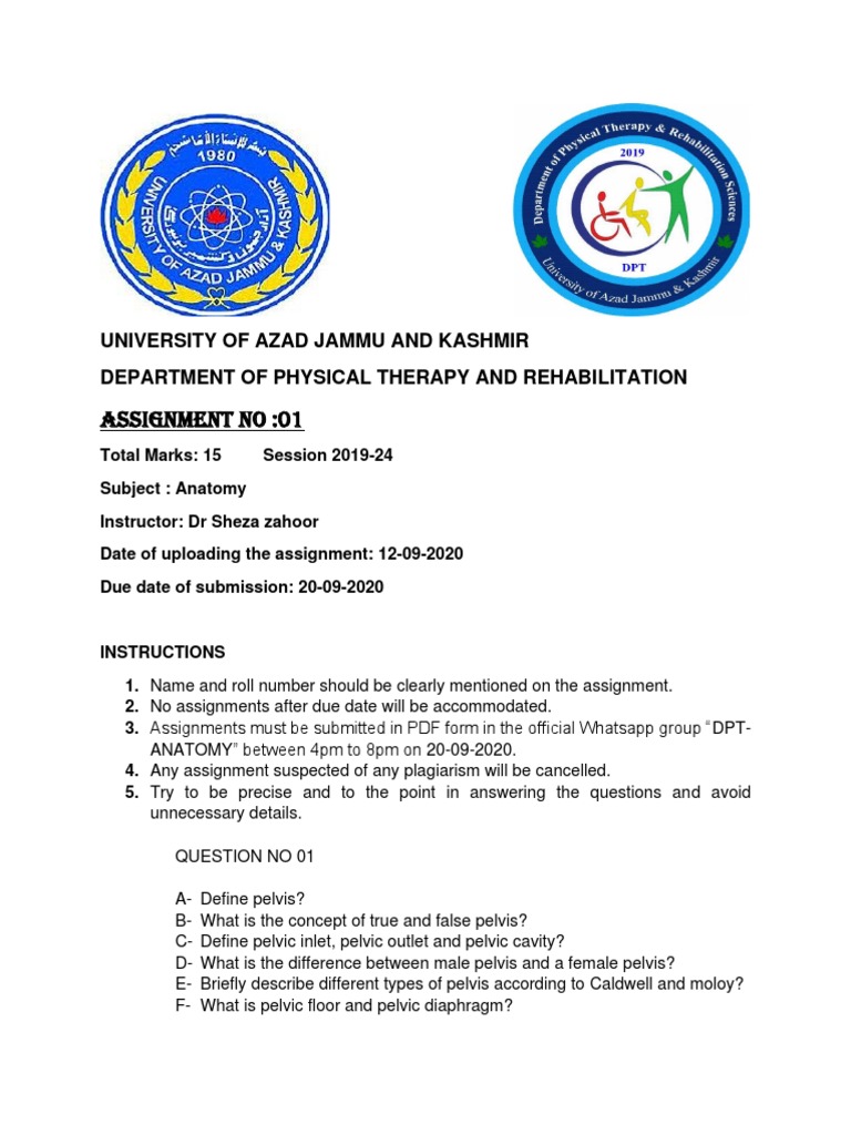 Anatomy Assignment on Pelvis Concepts | PDF | Career & Growth | Science ...