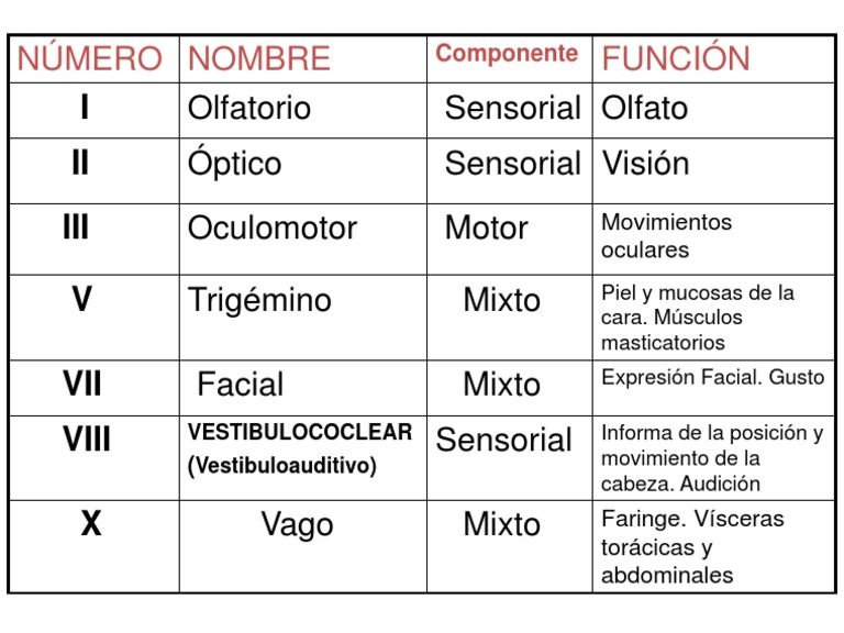 Nerv Ios Crane A Les | PDF