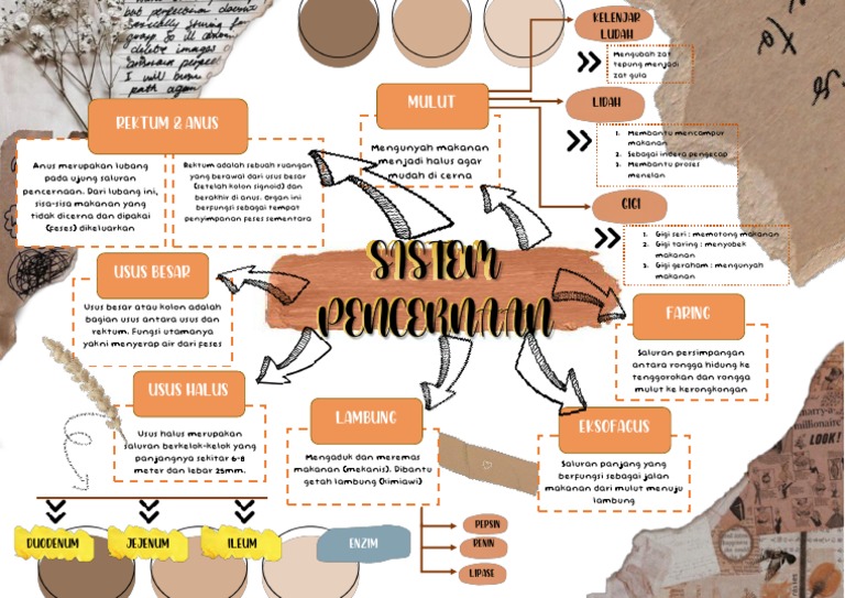 Mind Mapping Sistem Pencernaan | PDF