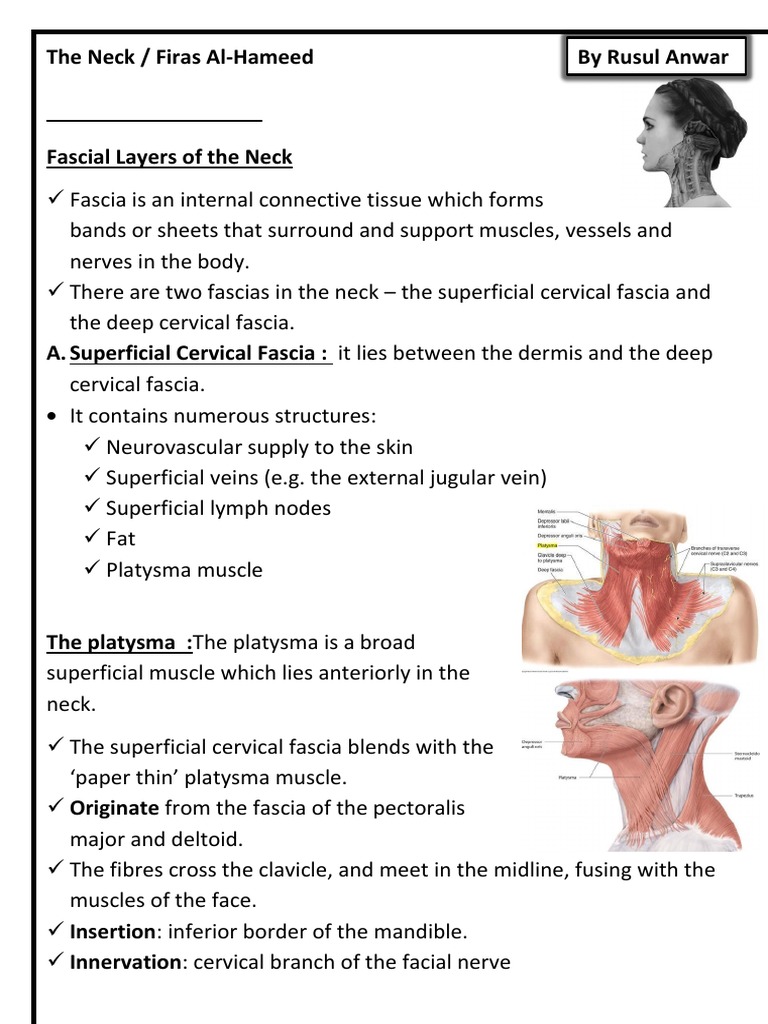 Fascial Layers and Structures of the Neck | PDF | Neck | Common Carotid ...