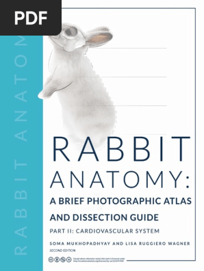 Parts Of A Rabbit Anatomy
