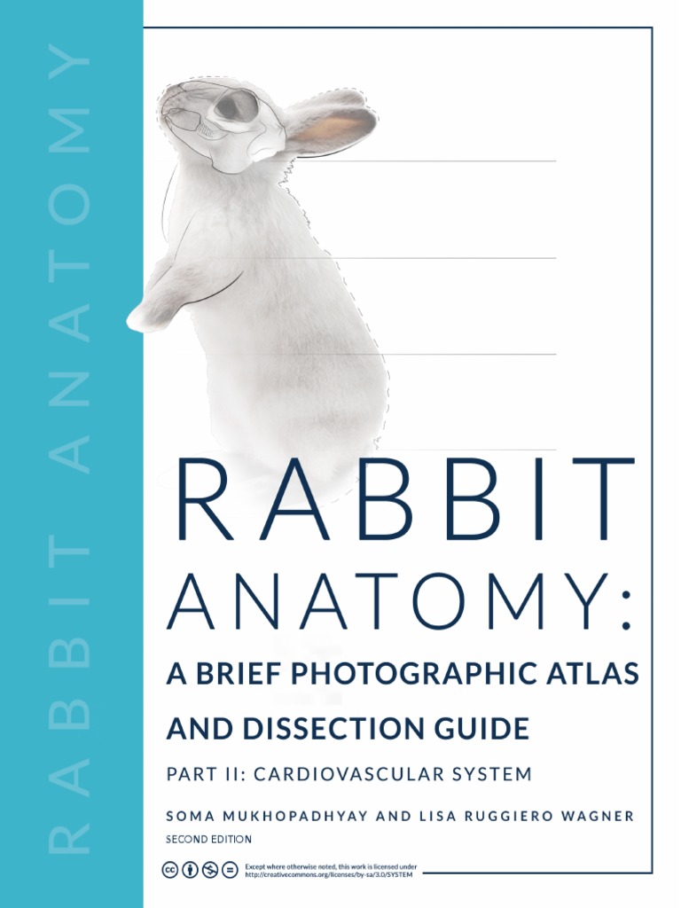 Rabbit Anatomy - Atlas and Dissection Guide - Part 2 - Cardiovascular ...