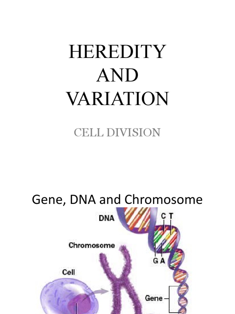 Heredity AND Variation: Cell Division | PDF | Mitosis | Meiosis