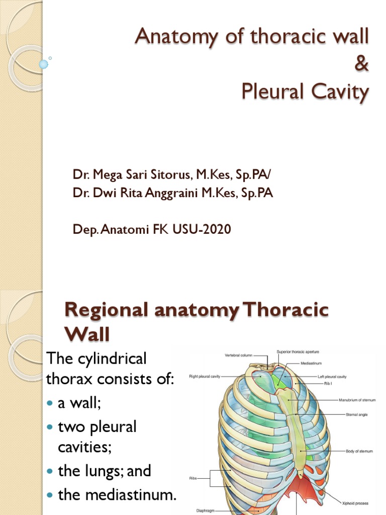 Thoracic Wall and Pleura Anatomy | PDF | Thorax | Vertebra