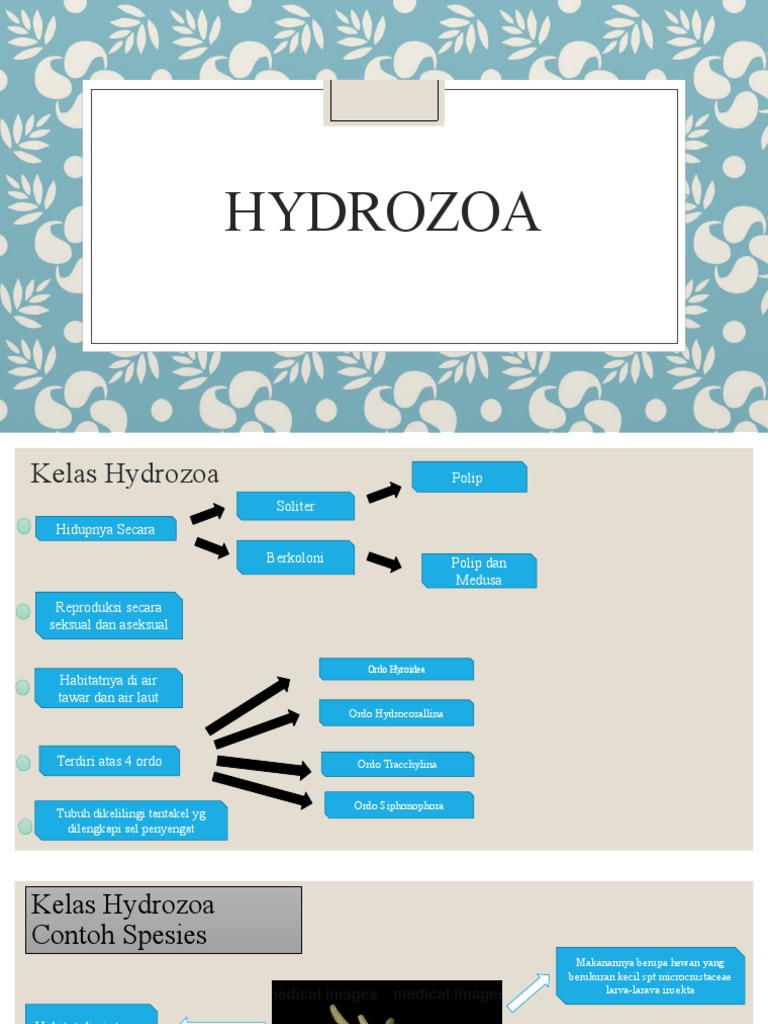Hydrozoa | PDF | Griya & Taman | Sains & Matematika