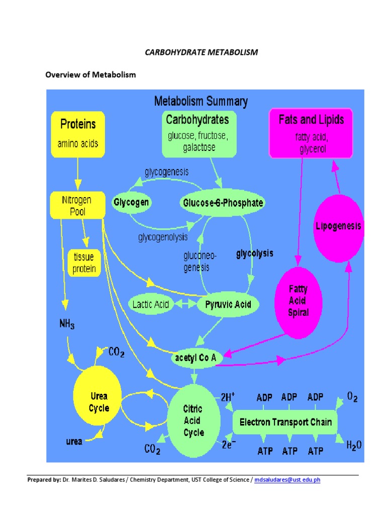 Carbohydrate Metabolism Overview | PDF | Adenosine Triphosphate ...