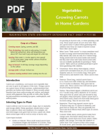 Carrots | PDF | Carrot | Agriculture