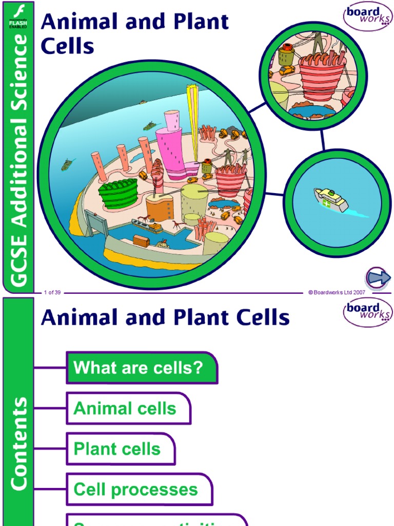 Animal and Plant Cells v1.0 | PDF | Cellular Respiration | Photosynthesis