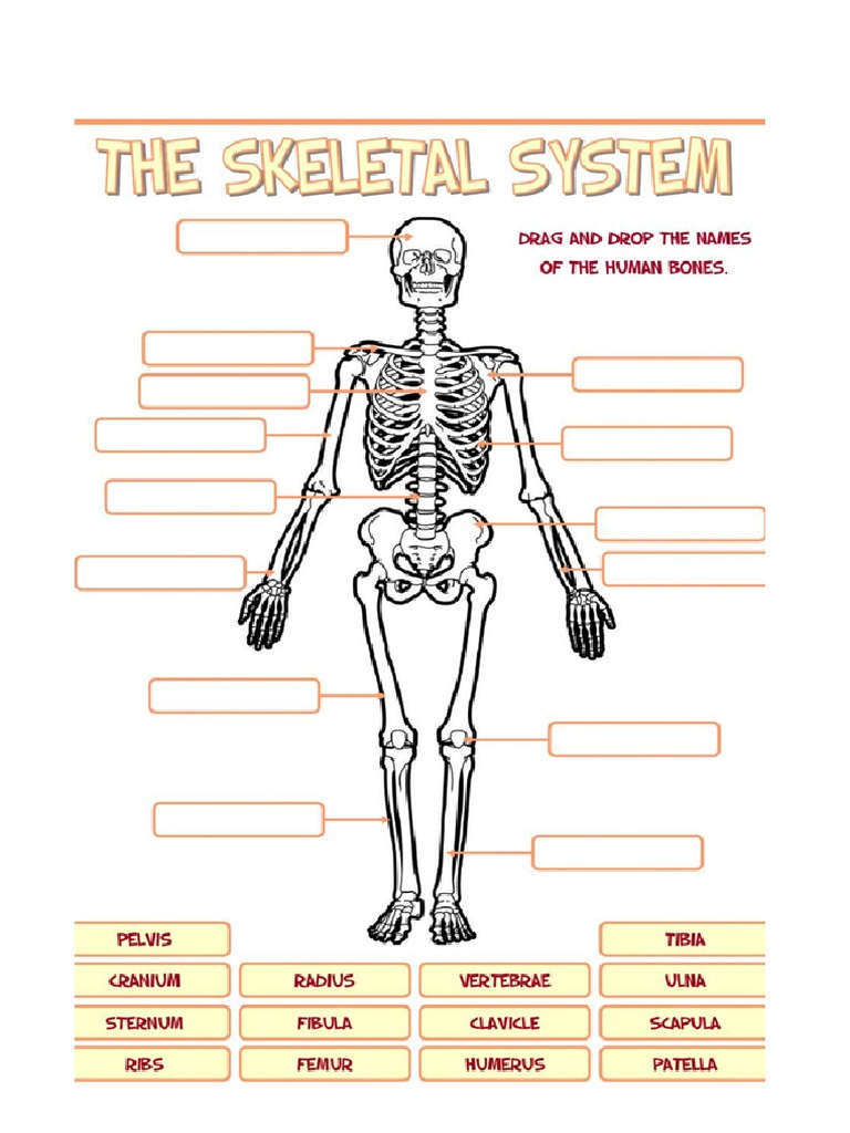 Esqueleto Humano Pdf