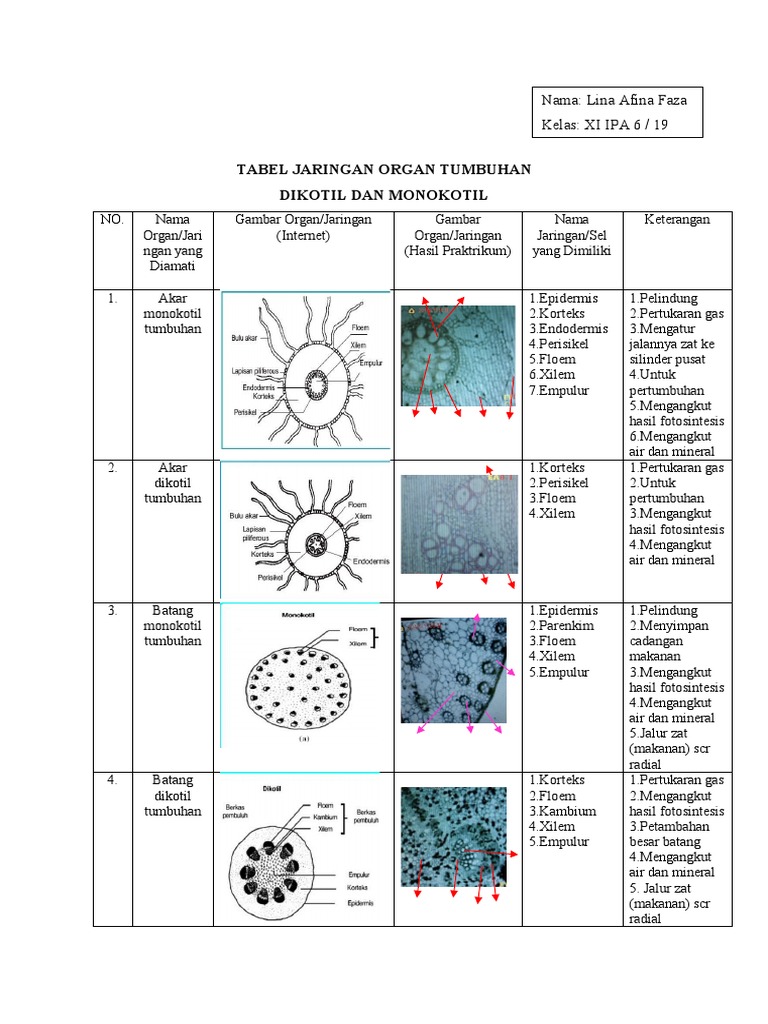 Tabel Jaringan Organ Tumbuhan Lina | PDF