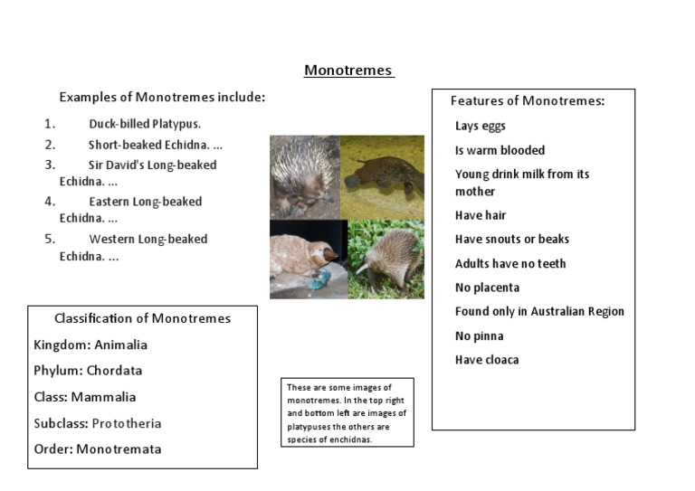 Monotremes: Examples of Monotremes Include: Features of Monotremes | PDF