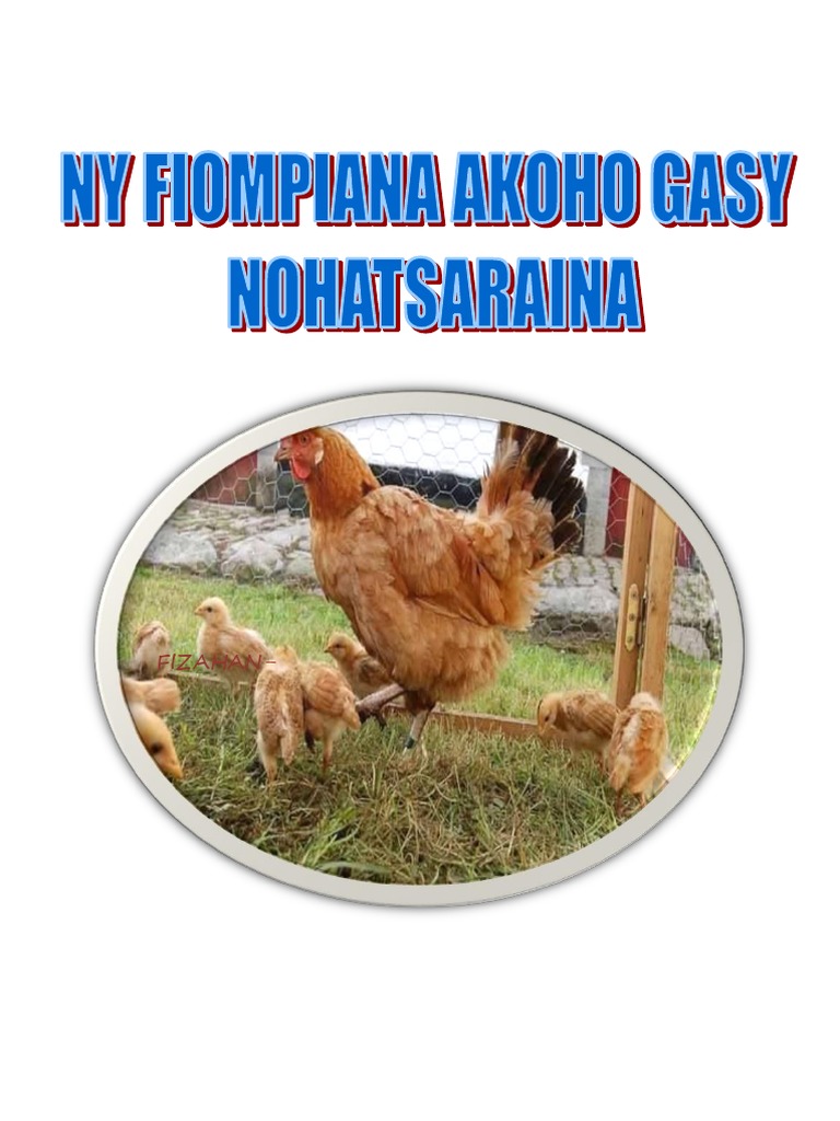 Fiompiana Akoho Gasy Nohatsaraina | PDF