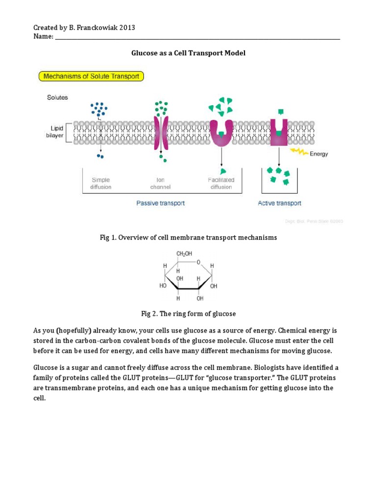 Glucose Transport Mechanisms Explained | PDF | Glucose | Cell Biology