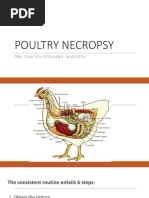 Poultry Necropsy Guide Basics | PDF | Organ (Anatomy) | Gastroenterology