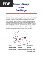 Reflejo de Flehmen | PDF | Biología