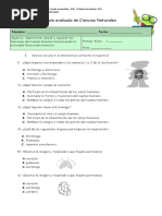 Prueba Cuerpo Humano 2° Básico | PDF | Pulmón | Corazón