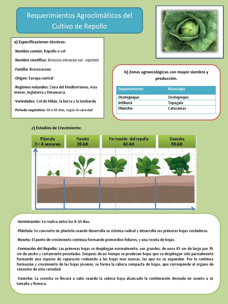Ficha Tecnica Del Repollo | PDF | Repollo | Hoja