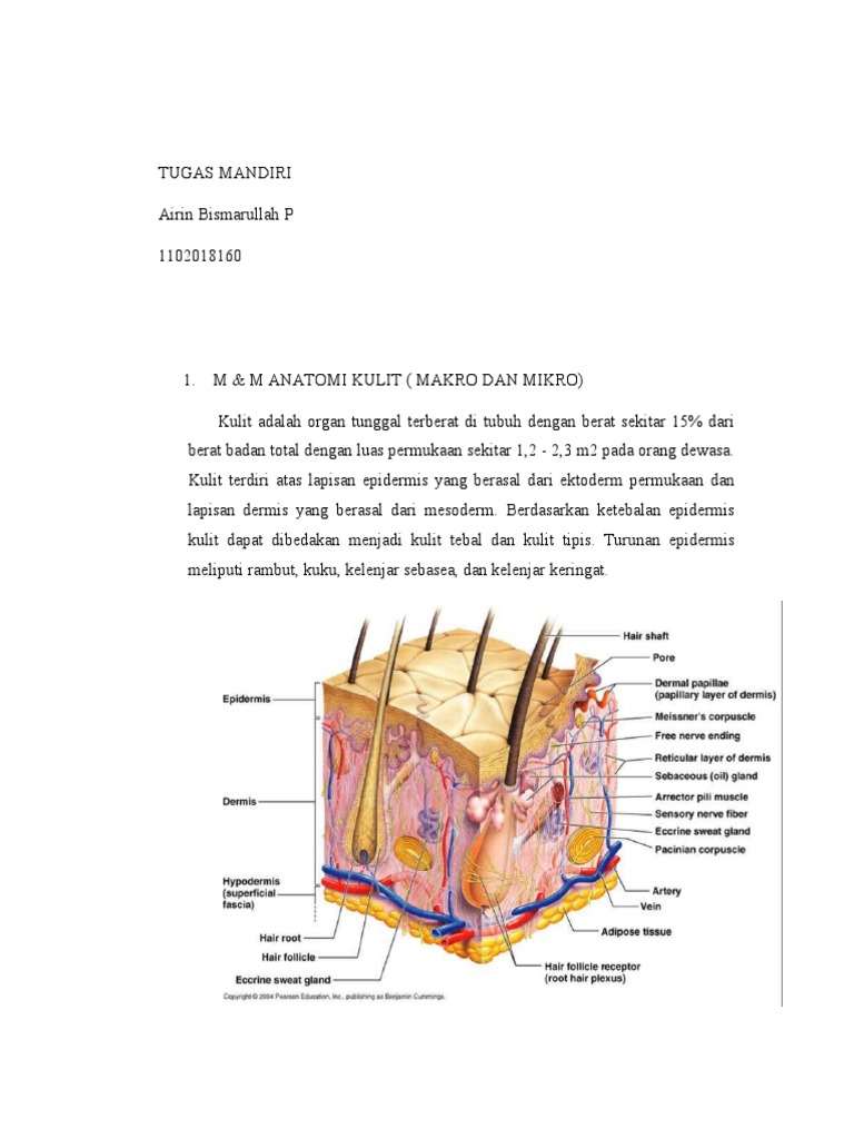 Struktur dan Fungsi Kulit Manusia | PDF