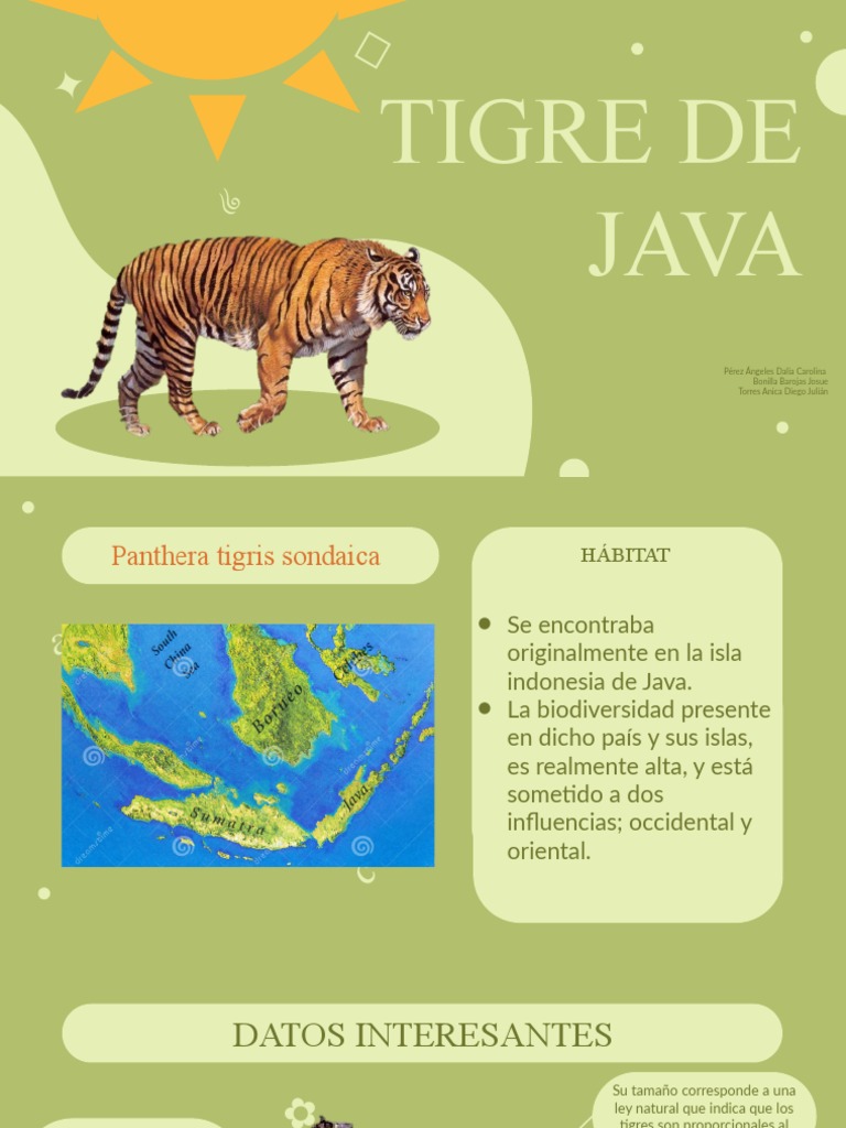 El tigre de Java: Una especie extinta debido a la pérdida de hábitat y ...