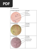 Pengamatan Sel Gabus Singkong | PDF | Griya & Taman