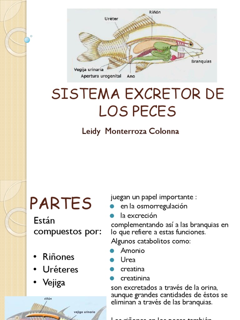 Sistema Excretor de los Peces | PDF | Sistema urinario | Pescado