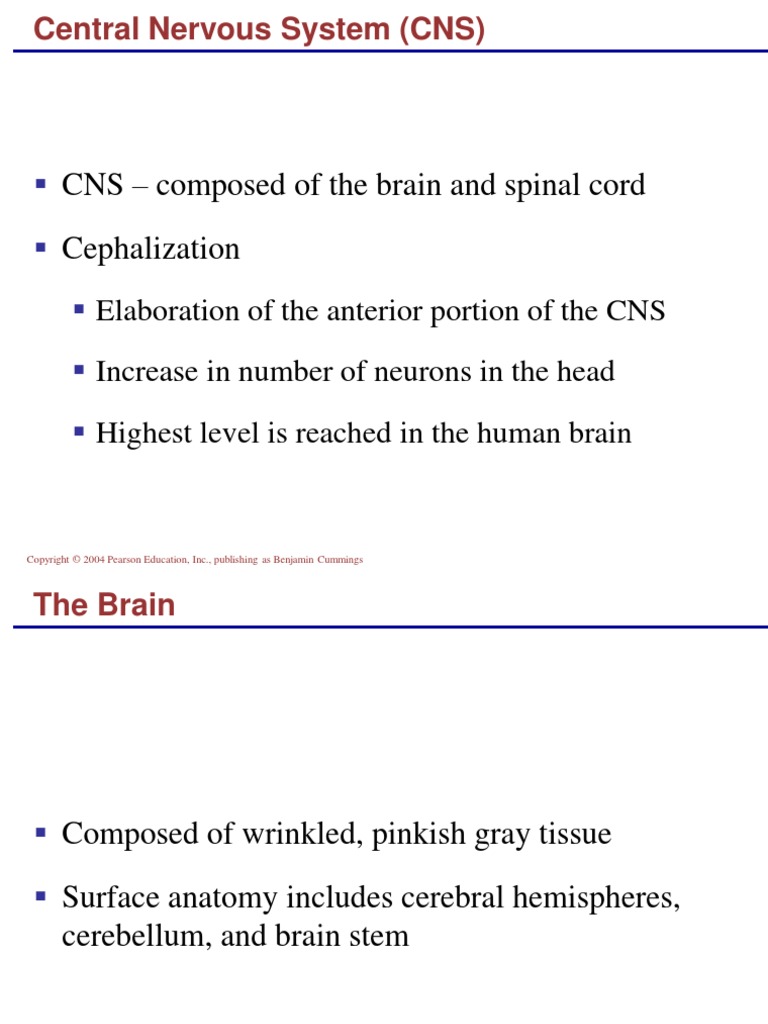 Anatomi SSP | PDF | Central Nervous System | Cerebral Cortex