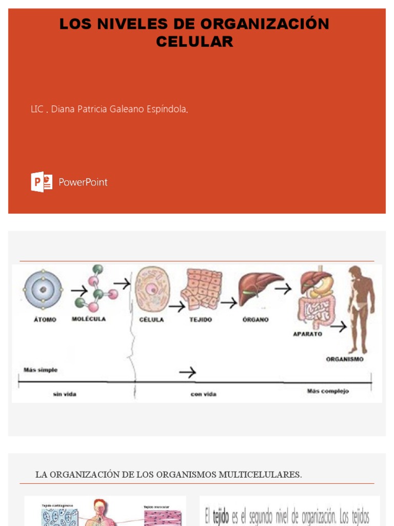 Los Niveles de Organización Celular | PDF