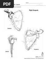 096-T04 A WristHand MM | PDF | Finger | Anatomical Terms Of Motion