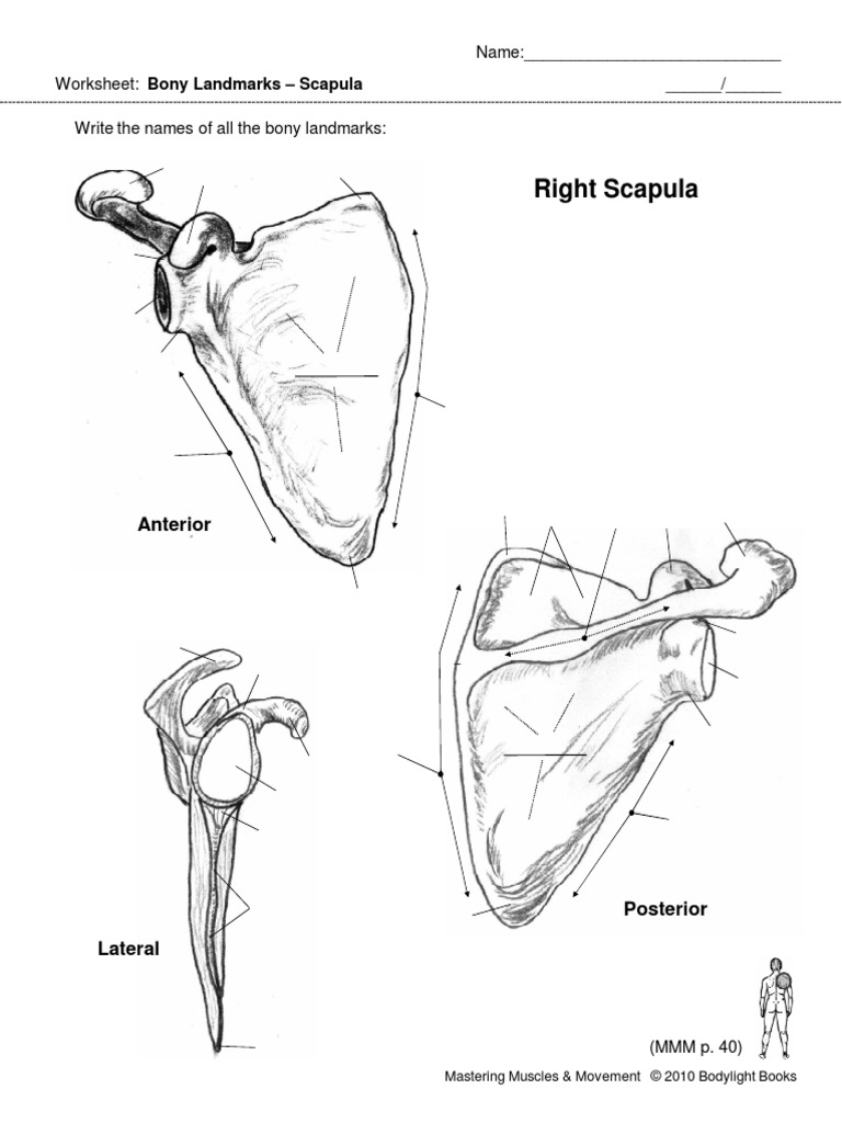 Right Scapula: Worksheet: Bony Landmarks - Scapula Name | PDF