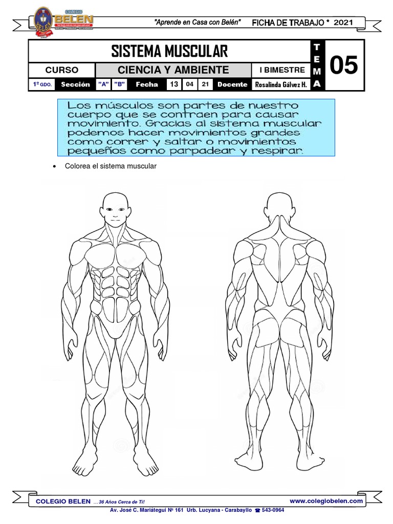 05 Ciencia y Ambiente - Sistema Muscular - Fichas | PDF