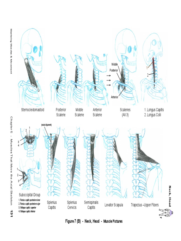 Mastering Muscles & Movement of the Axial Skeleton | PDF | Neck | Soft ...