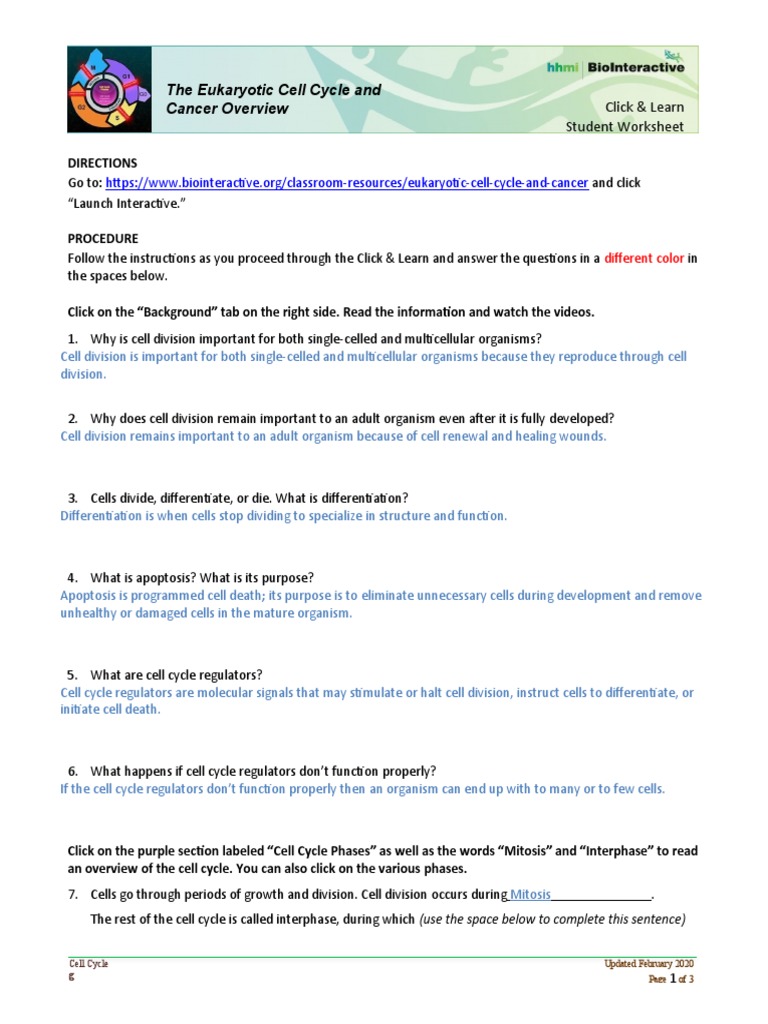 Hhmi Cell Cycle and Cancer - Completed | PDF | Cell Cycle | Oncogene