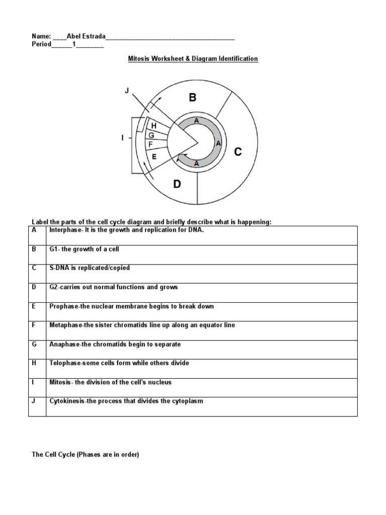 Mitosis Worksheet - Completed | PDF | Mitosis | Cell Anatomy