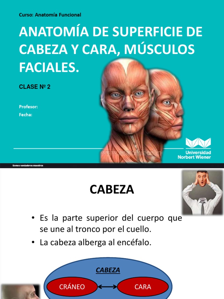 Anatomía de Cabeza y Músculos Faciales | PDF | Cráneo | Cara