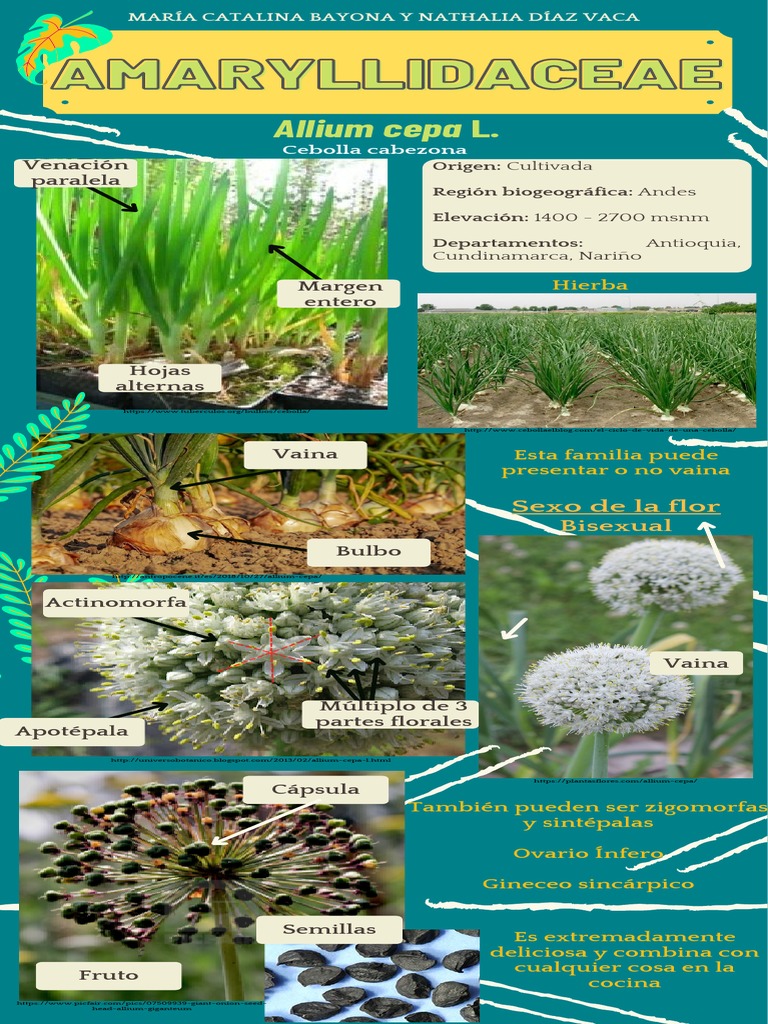 Amaryllidaceae | PDF | Cebolla | Morfología Vegetal