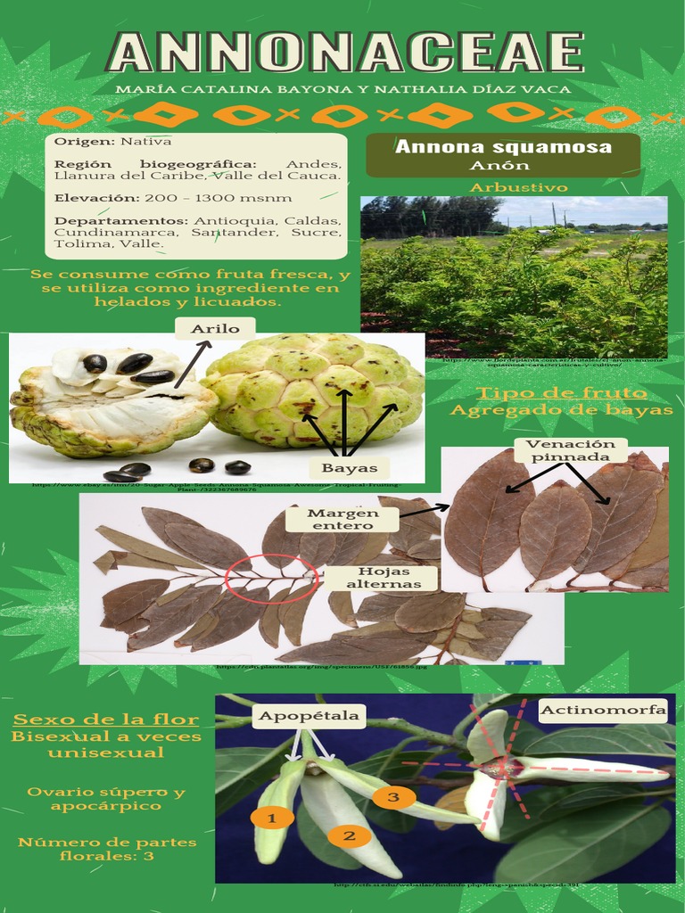 Annonaceae | PDF | Plantas | Botánica