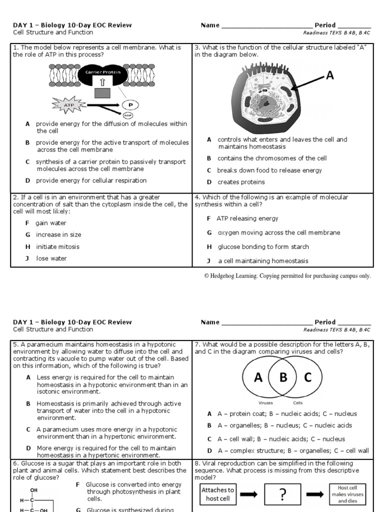 Biology EOC Review - All Pages | Download Free PDF | Mitosis | Cell ...