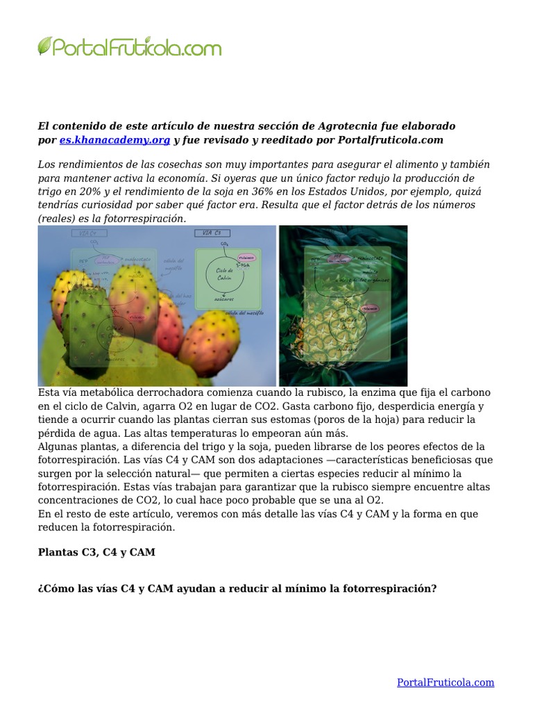 El Metabolismo de Las Plantas C3, C4, CAM y Su Incidencia en La ...