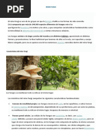 Morfología de Frutos: Silicua y Cipsela | PDF | Fruta | Morfología Vegetal