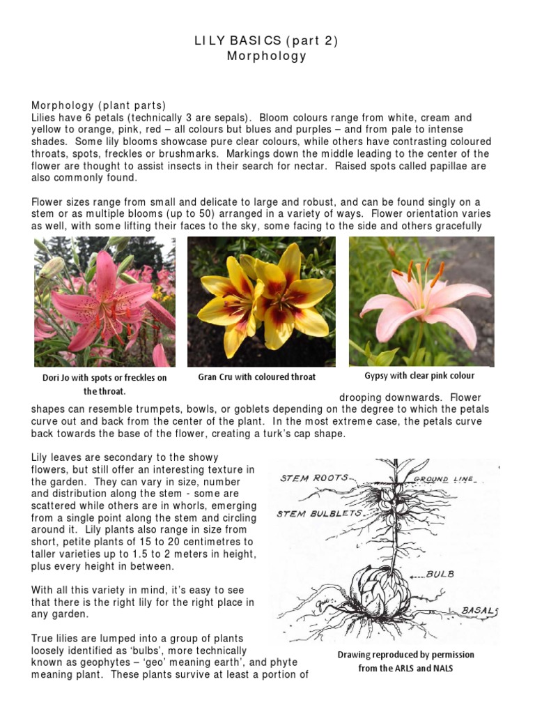 Lily Plant Morphology Explained | PDF | Bulb | Lilium