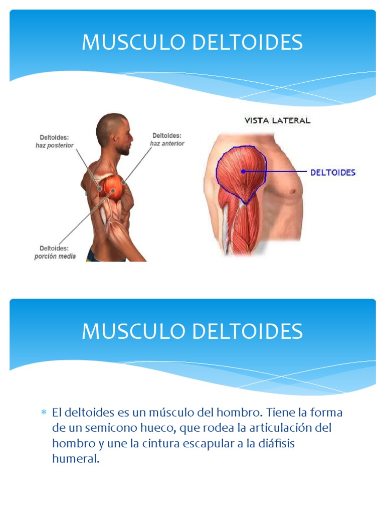 Anatomía y Función del Deltoides | PDF | Salud y bienestar | Ciencia y ...
