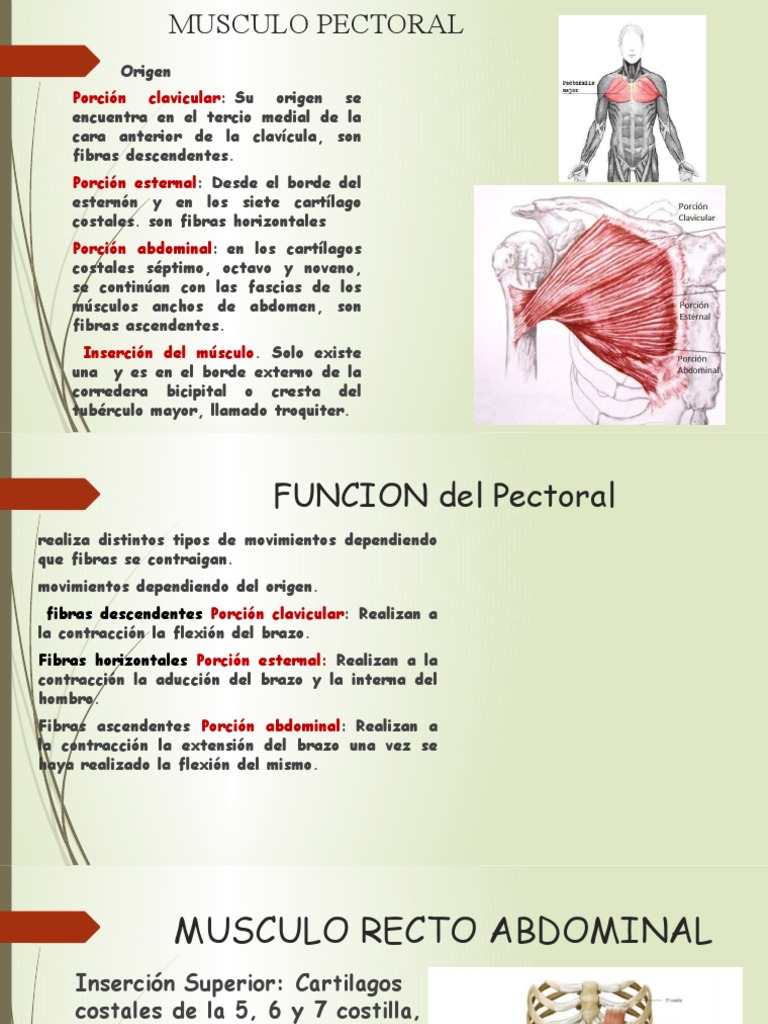 Pectoral Mayor y Recto Abdominal | PDF